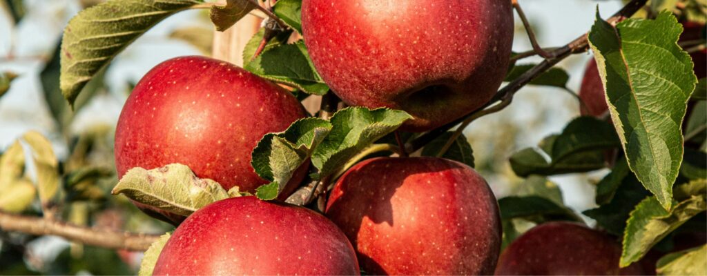 Apple - Bösch Boden Spies