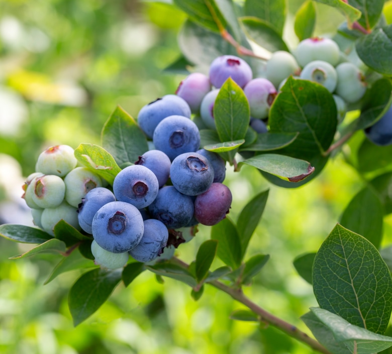 Our products - Bösch Boden Spies