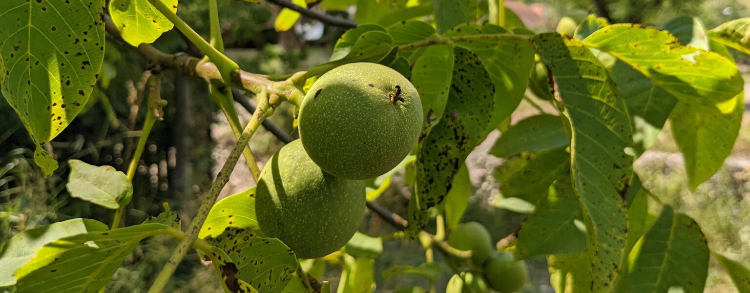 Calbu - Bösch Boden Spies