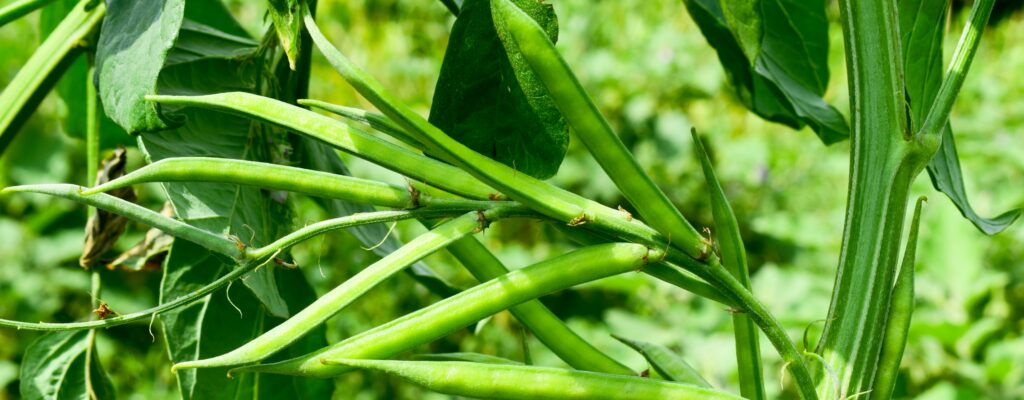 Guar gum (guar gum) - Bösch Boden Spies