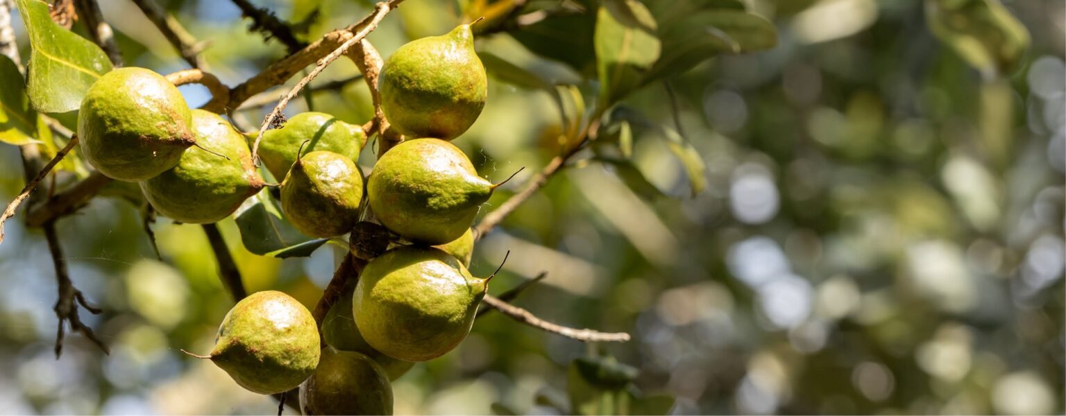 Final Macadamia Market Update Q4 2025 - Bösch Boden Spies