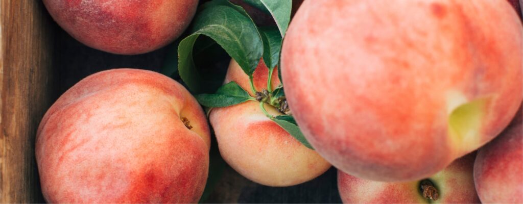 Peach - Bösch Boden Spies
